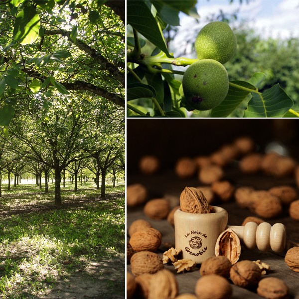 On a testé pour vous - La noix de Grenoble