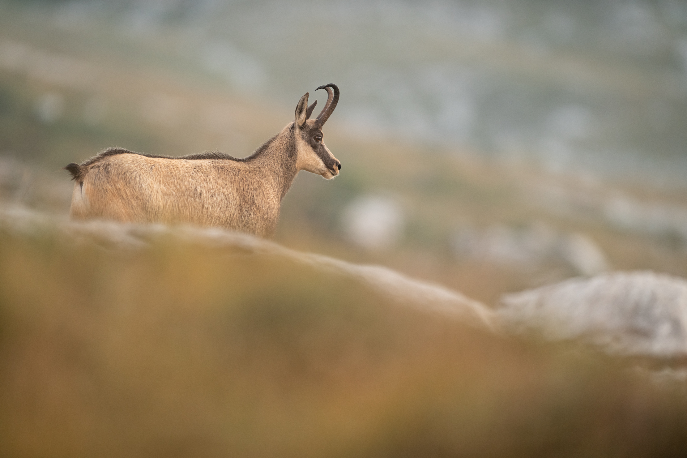 Stages d'observation et de photographie de la faune alpine avec Antoine ...