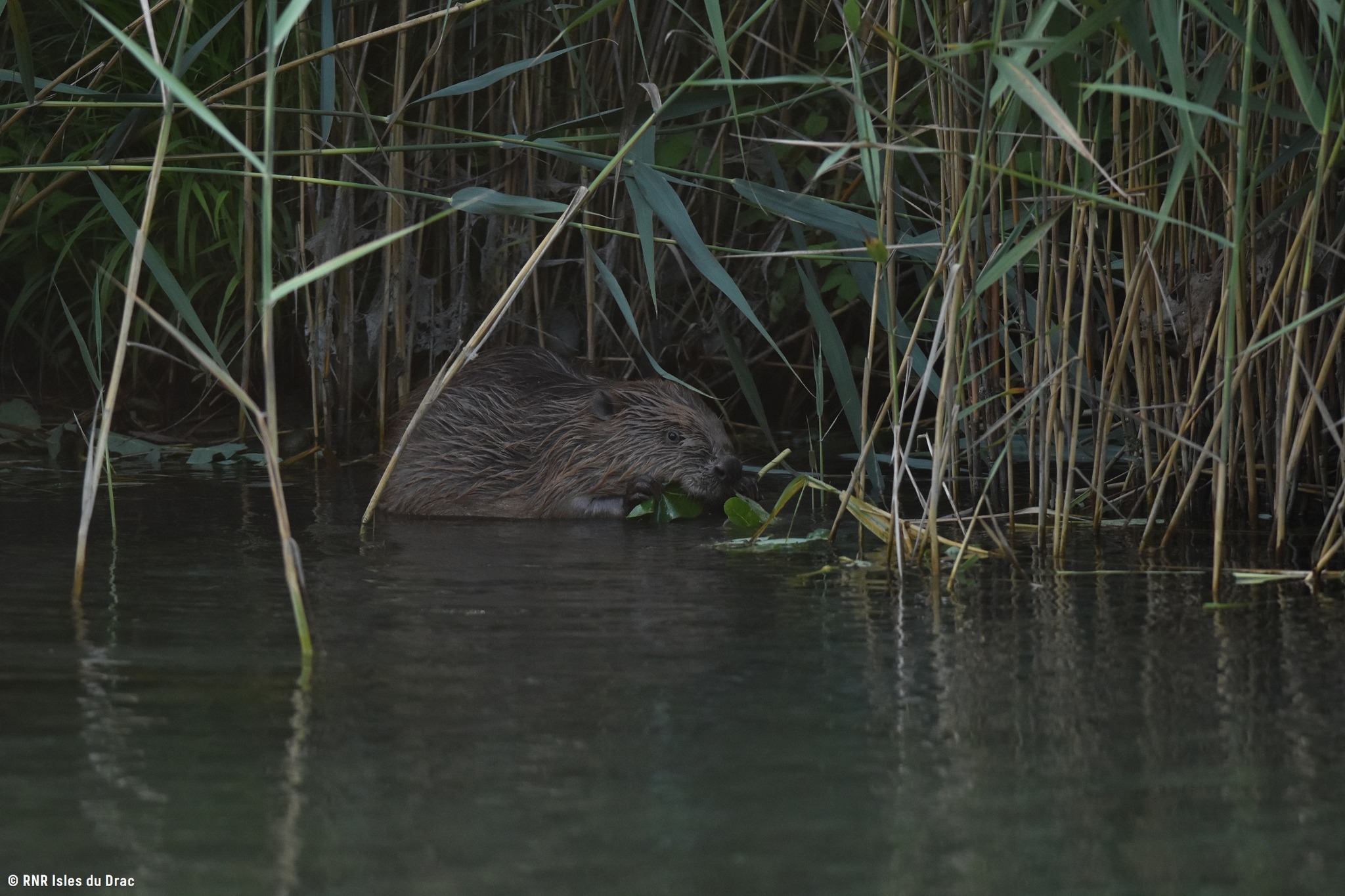 Ecouter et observer les animaux emblématiques de la réserve - Grenoble ...